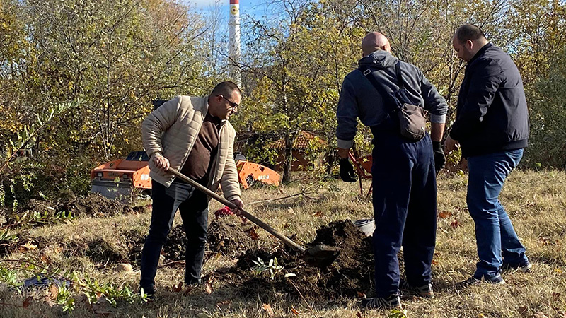 Drvo prijateljstva: U Gradskom parku u Boru posađeno 50 sadnica ...