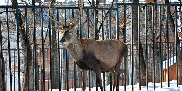 Zoo vrt prezimio zimu [FOTO] - Bor 030