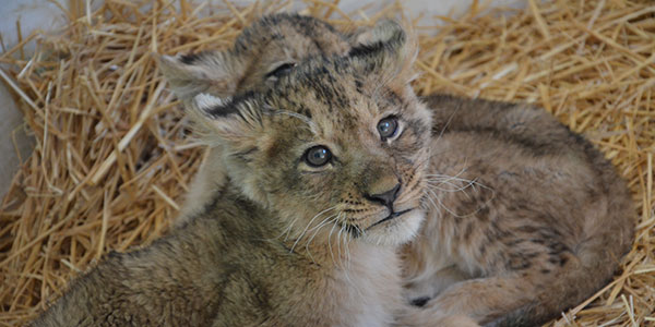 Zoo vrt prezimio zimu [FOTO] - Bor 030
