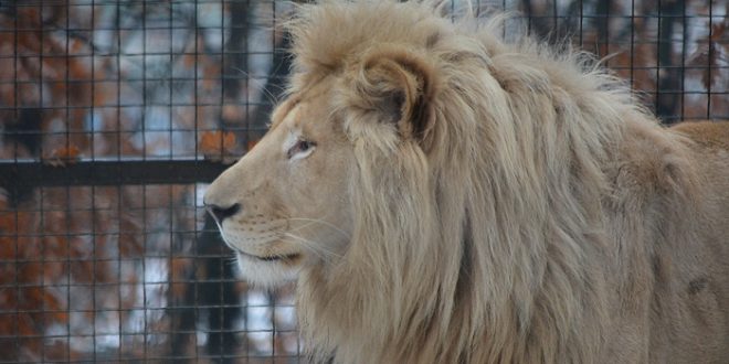 Uginuo beli lav Dušan, najpoznatiji stanovnik borskog Zoo vrta - Bor 030
