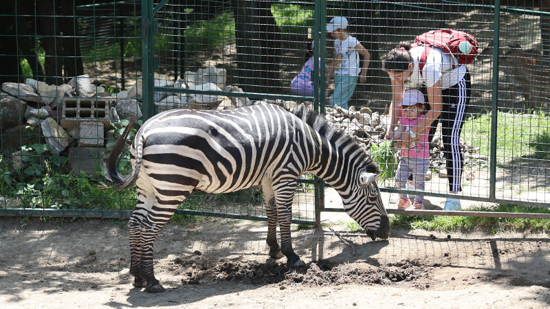 U borskom zoo-vrtu obeležen Međunarodni dan deteta - Bor 030
