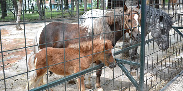 Konkurs za prinove u borskom Zoo vrtu - Bor 030
